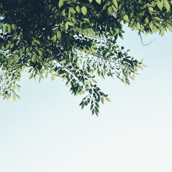 A guide to CDP reporting for 2025